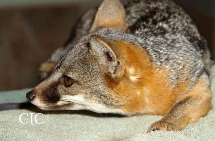 Friends of the Island Fox: Island Fox Removed from Endangered Status!