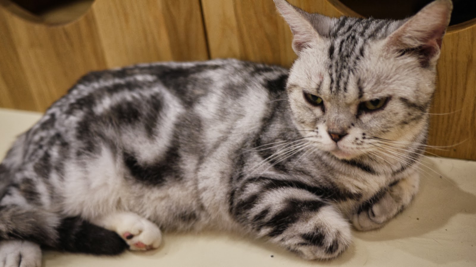 All about Hongdae in Korea: Cat Cafe