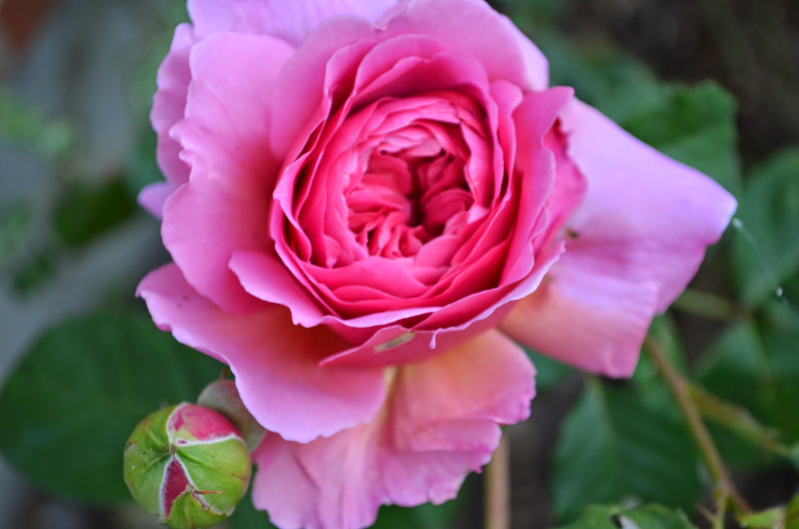 Bonderosen: Engelske roser