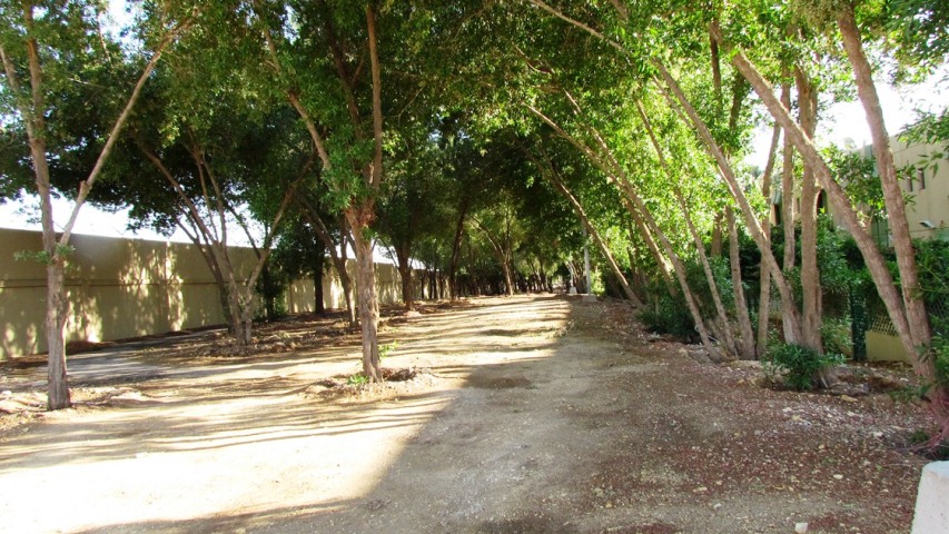 Birding for a Lark: Fal residential compound, Riyadh