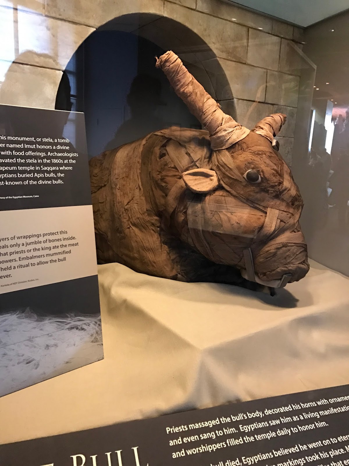 Good Knight Times: Museum of Natural History