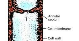 THALLUS ORGANIZATION IN FUNGI ~ Biology 24/7