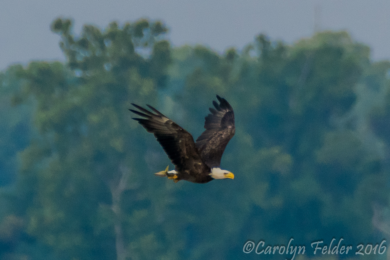 Photo Musings of a Marshwiggle - Welcome to Narnia: Weekend Wildlife ...