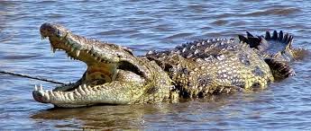 Infantil en Mercedarias: EL NILO: SUS ANIMALES