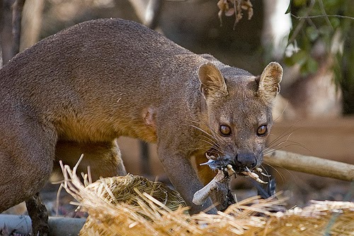 Fossa Animals | Amazing Facts & Pictures | All Wildlife Photographs