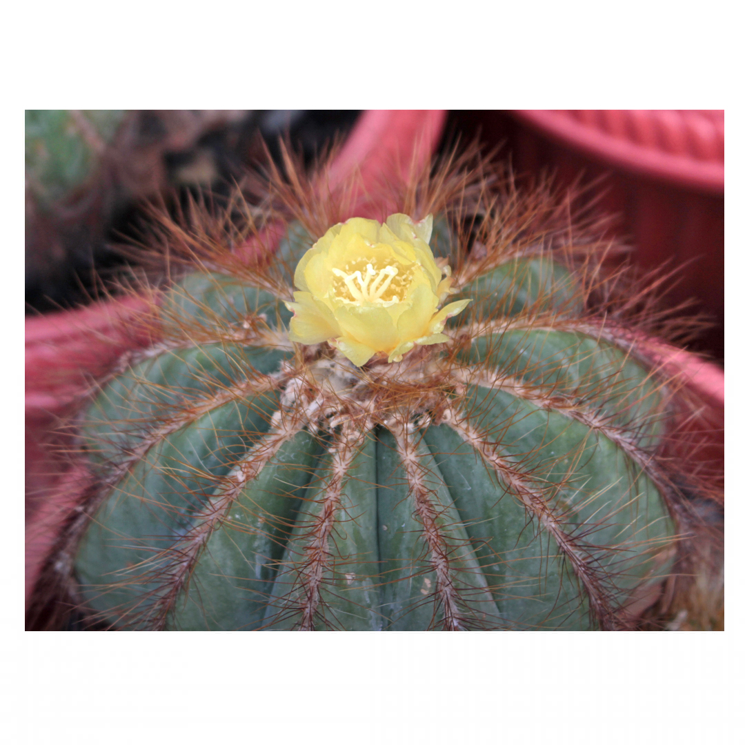 Notocactus magnificus | Succulentpedia