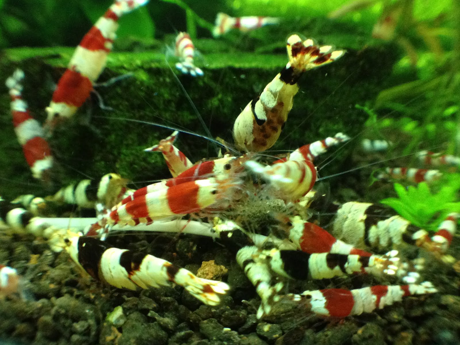 Emboli's Aquariums: [SHRIMP TANK] Feeding frenzy