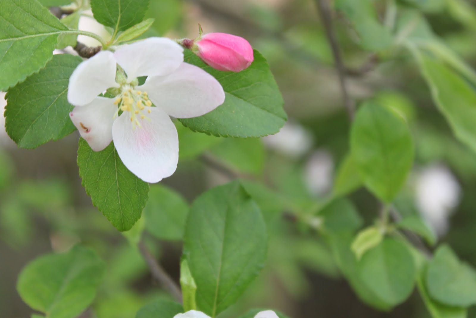 52 FLEA: Apple Blossoms and Rusty Farm Relics