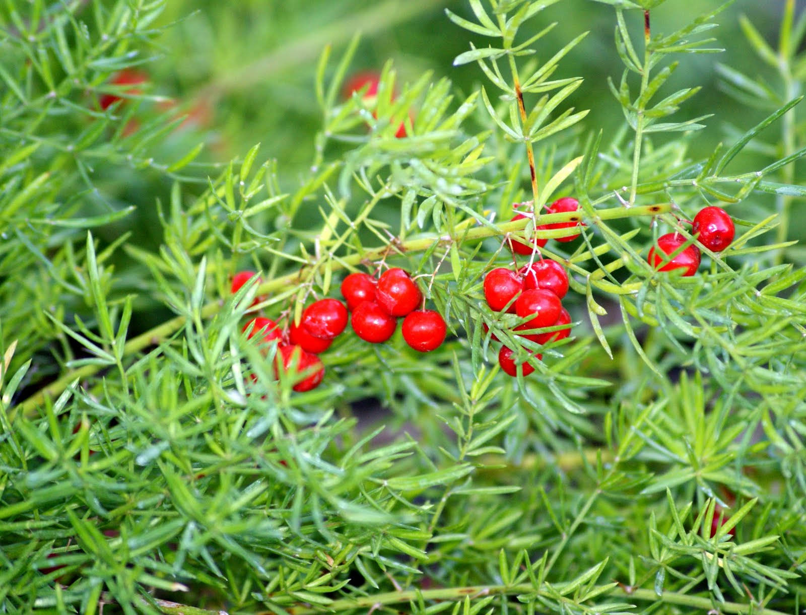 A photo, A thought............: Season: Plethora of autumn berries ...