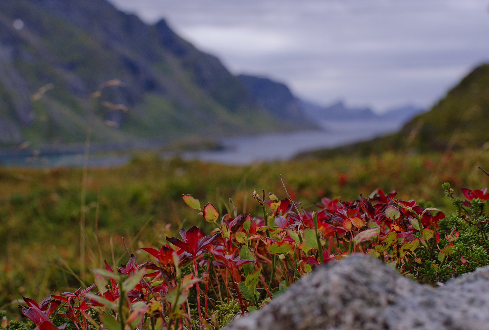 rohelisemrohi: Norra 2.0: Lofoodid (kuidas me jälle üle 3000 km maha ...