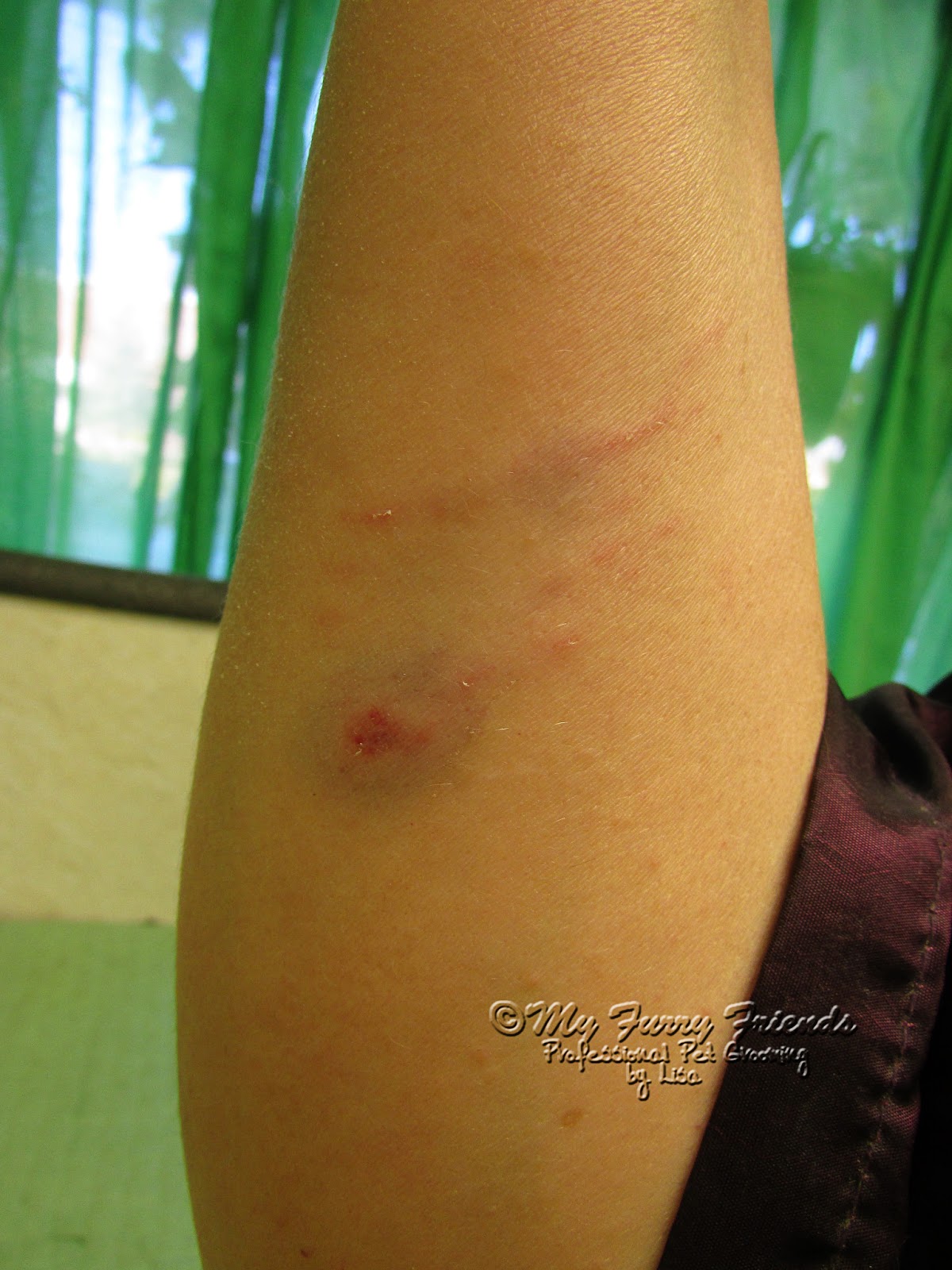 Pet Grooming: The Good, The Bad, & The Furry: Bitten Again