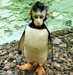 Knudsen's News: New Study Challenges Scientific Consensus on Monkey ...