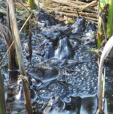 Fylde Amphibian & Reptile Group: Frogs galore and our first toads