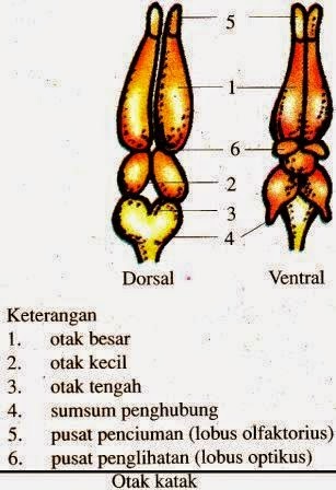 praktikum fisiologi hewan kelompok 1