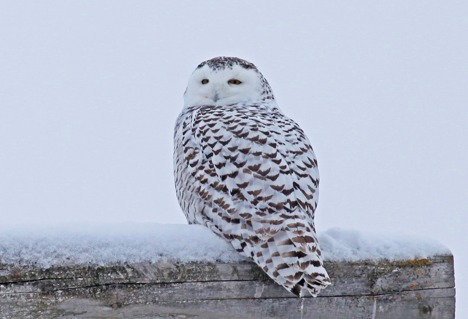 Tom Hince - Adventures with Birds & other stuff: Ottawa winter owls trip