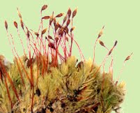 Variety of Life: Hookeriaceae