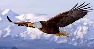 Ilmu Pengetahuan Alam SMP/MTs: Gerak Hewan di Udara