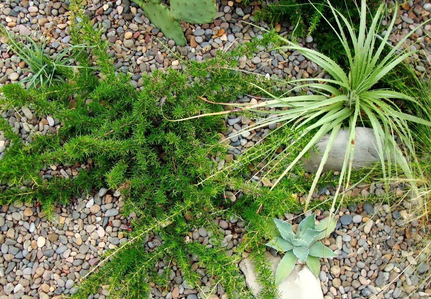 danger garden: Puya coerulea, my favorite plant in the garden; this week…