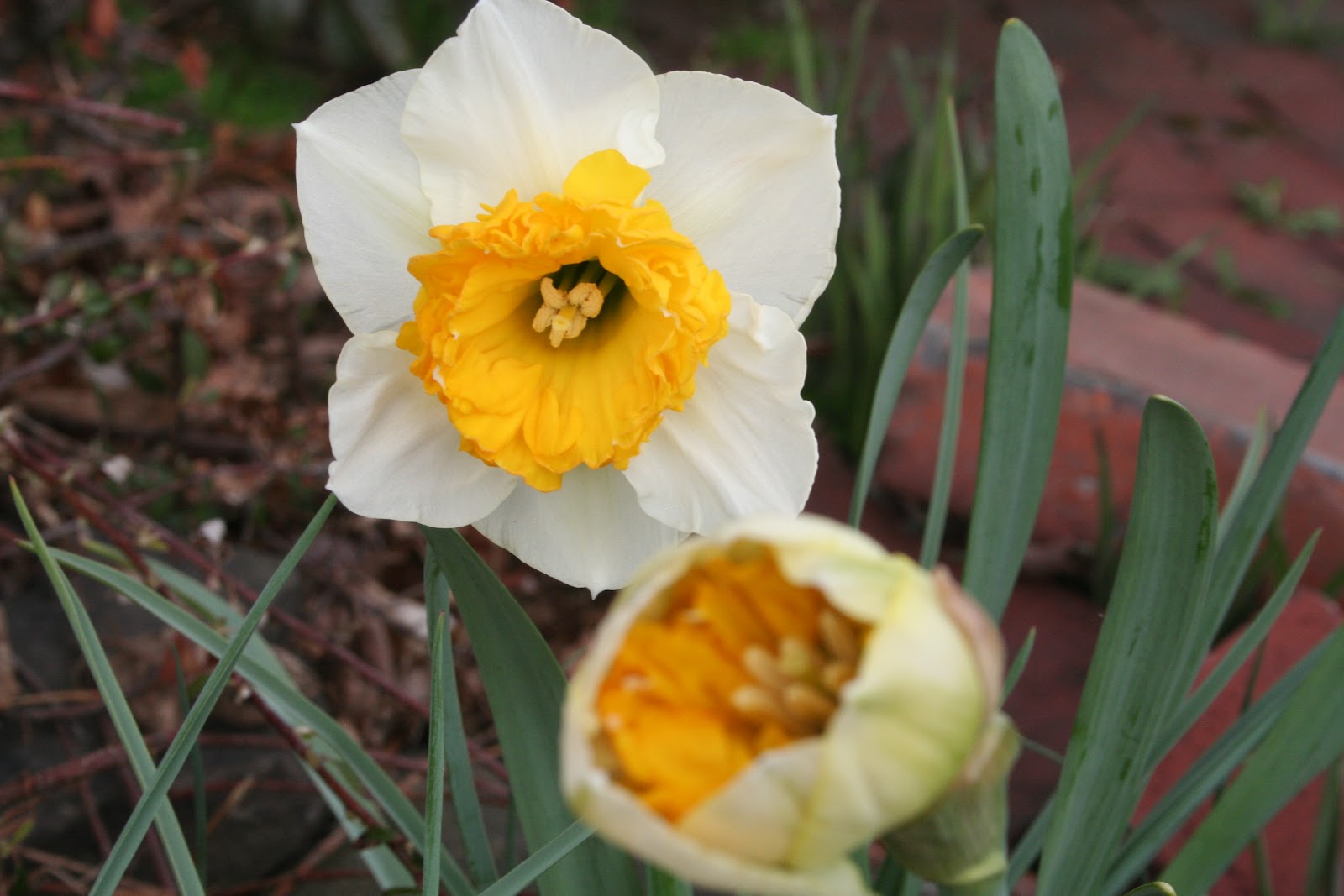 Gardens of Earthly Pleasures: Early Spring in My Garden