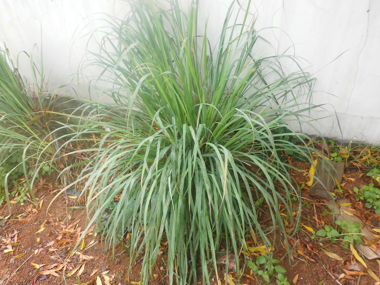 Cymbopogon citratus Known as Lemon Grass