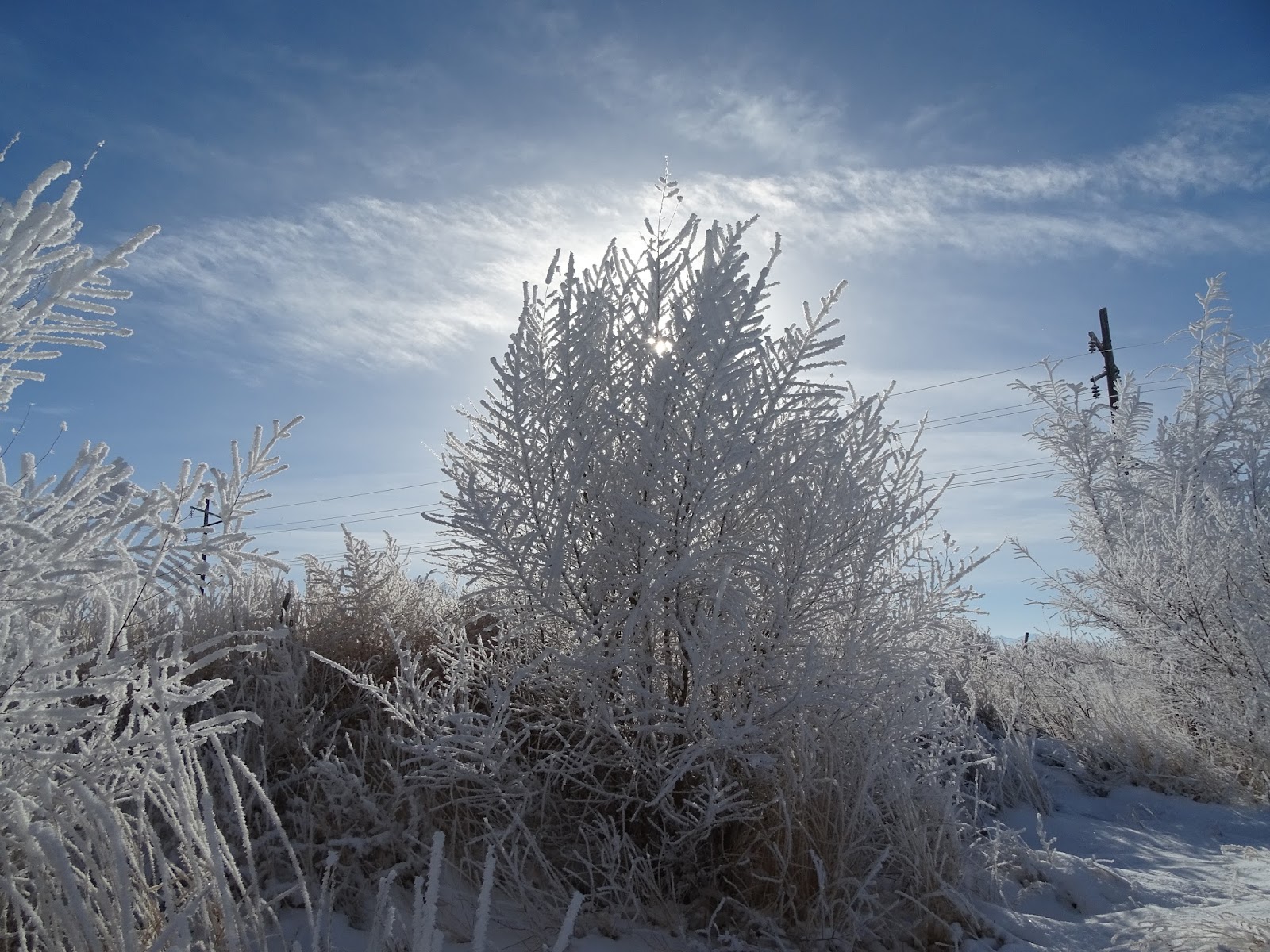 Birding Karval Colorado