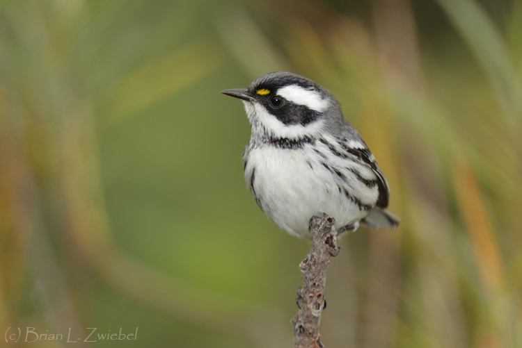 Ohio Birds and Biodiversity: Black-throated Gray Warbler in Ohio!