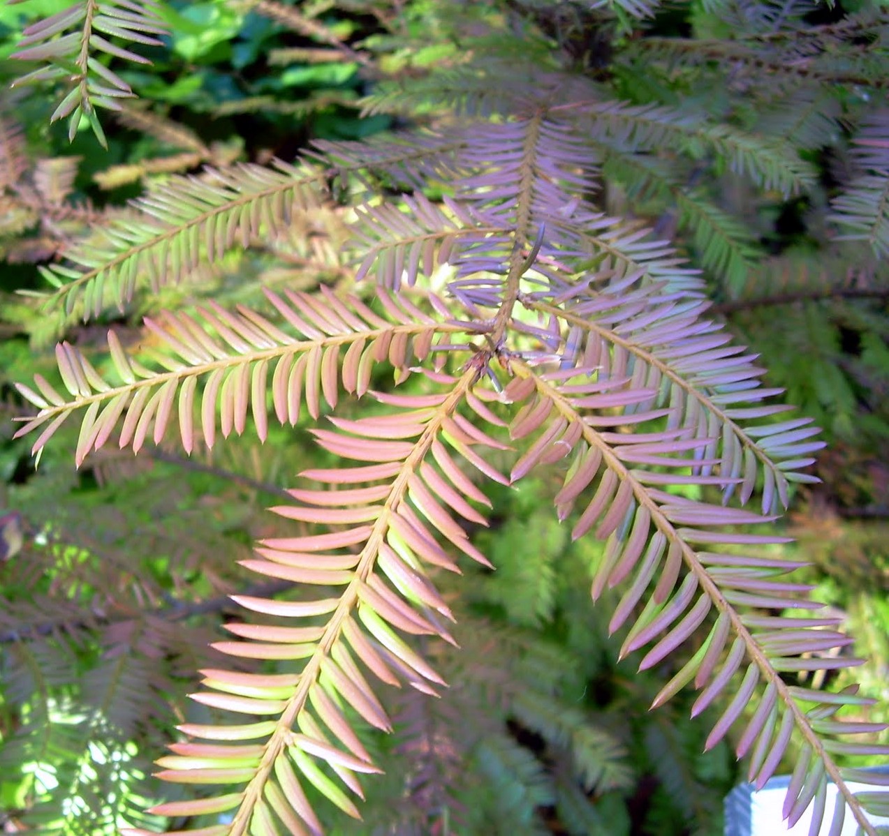 Taxonomia Plantae no Magnoliopsida: Phylum Tracheophyta Clase Pinopsida ...