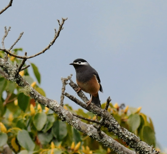 ZOOTHERA BIRDING BLOG: Taiwan Bird Race
