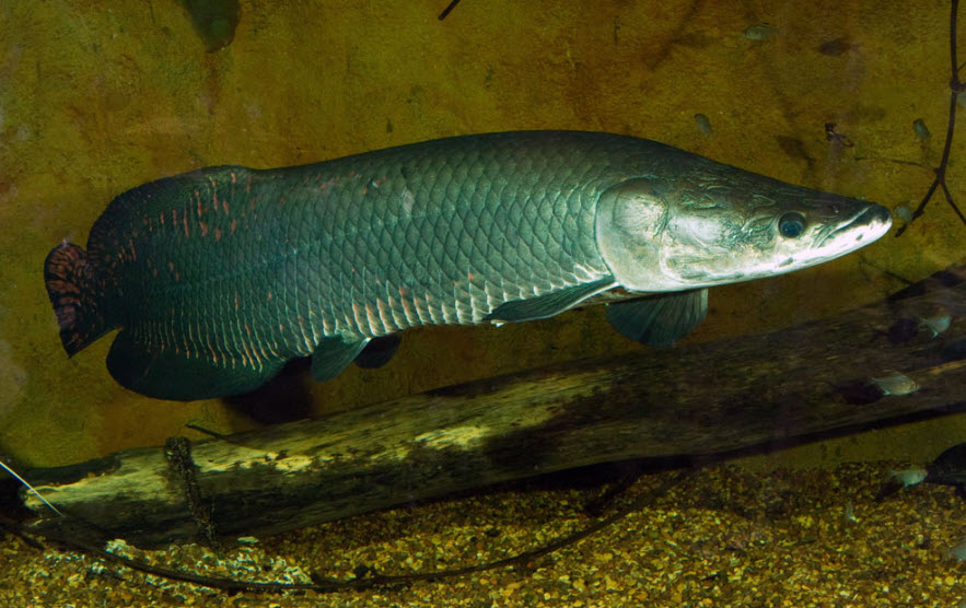 Arapaima | The Biggest Animals Kingdom