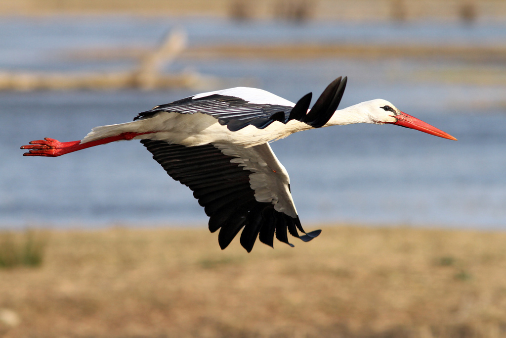 School Of Digital Photography: Tips for Photographing Birds In Flight