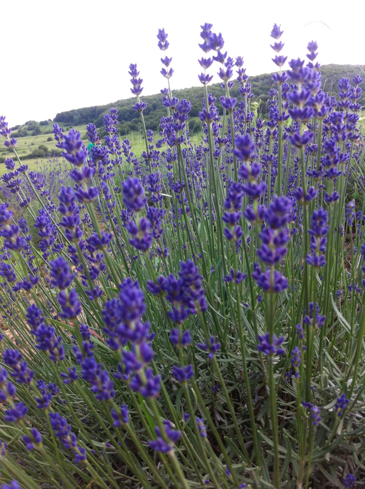 Lavanda Transilvania