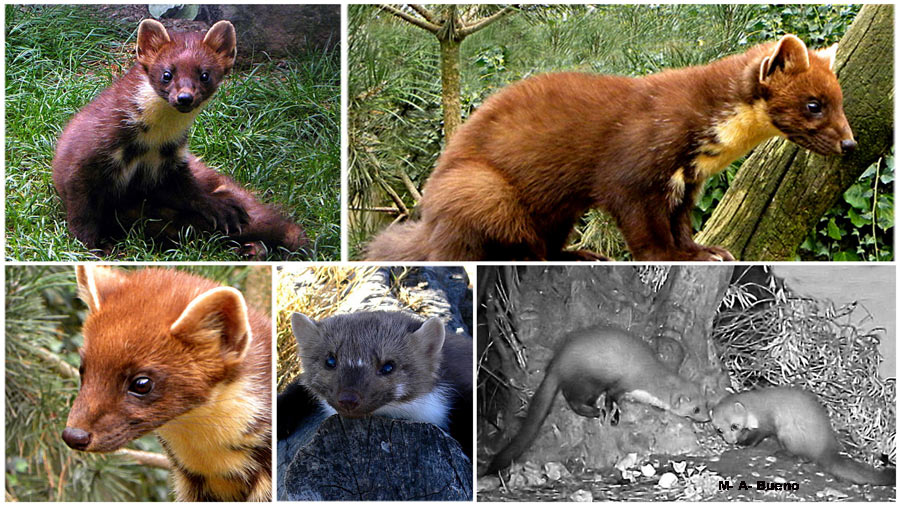 Foto-Natura-Huesca: MUSTÉLIDOS Martes Pinel, 1792 martens, marts ...