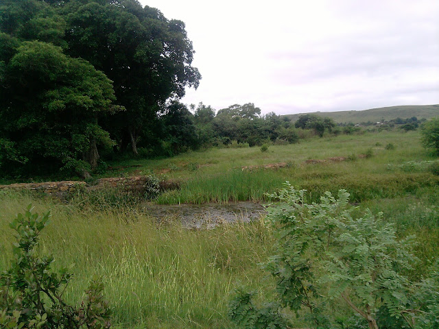 Matibidi Our Home: MATIBIDI OUR HOME: KADISHI WETLAND AND RIVER