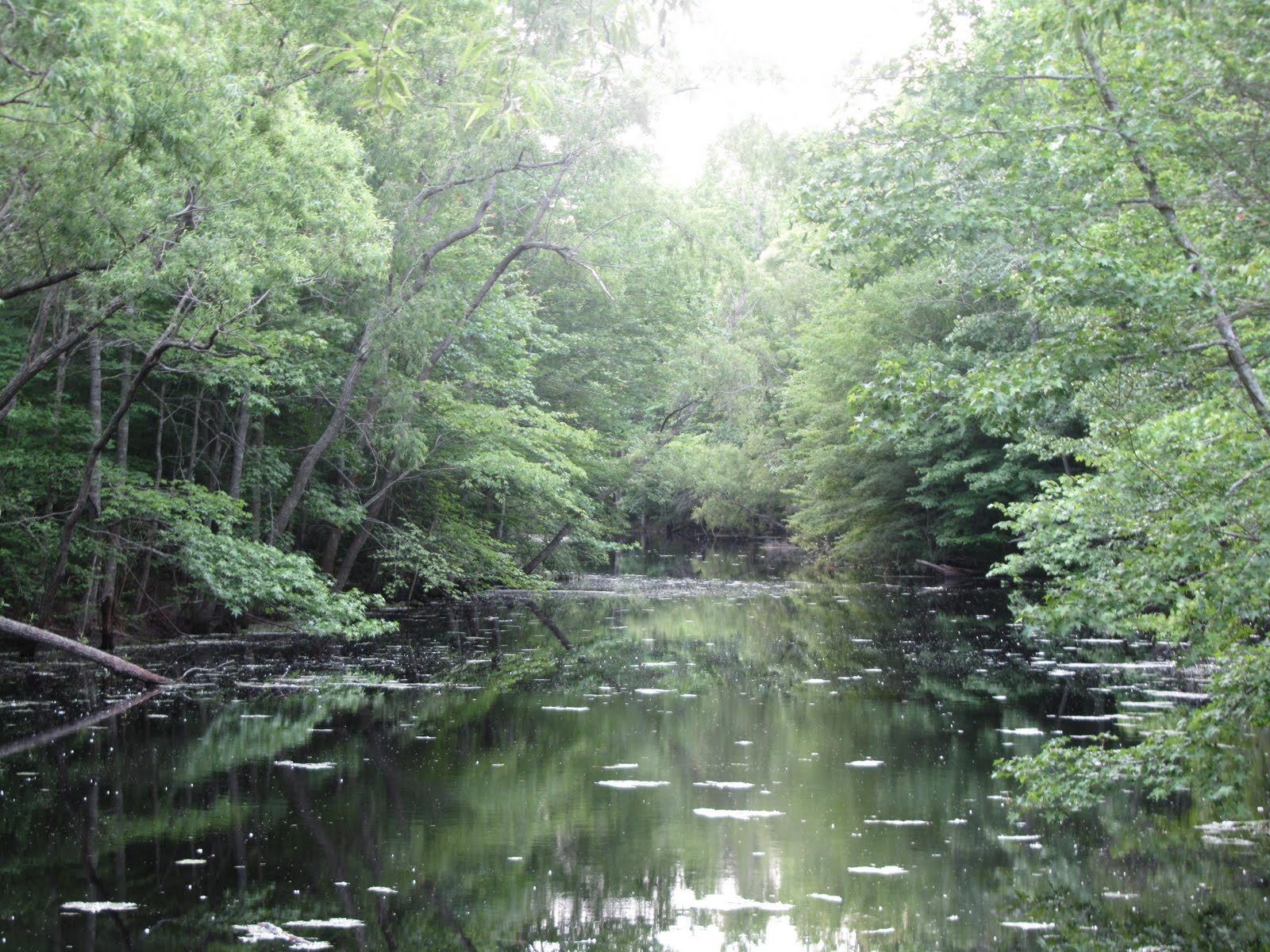 Black Forest Bushcraft: Photography