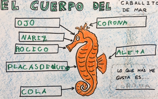 Little Big Heroes: PROYECTO...¡CABALLITOS DE MAR!