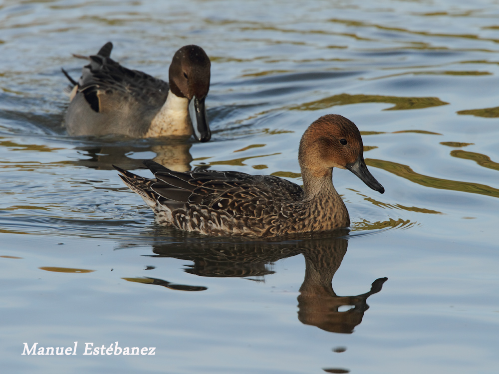 Miradas Cantábricas: Ánade rabudo (Anas acuta)