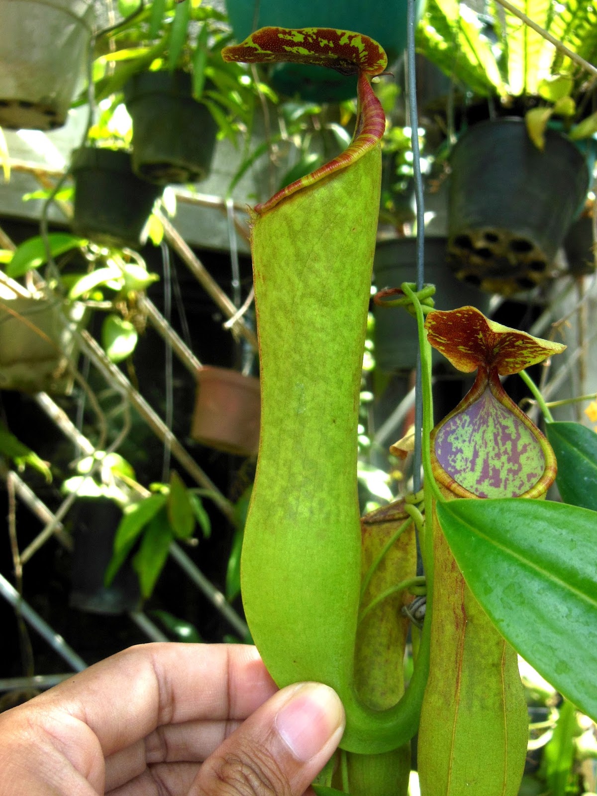 The Sibuyan form of Nepenthes graciliflora