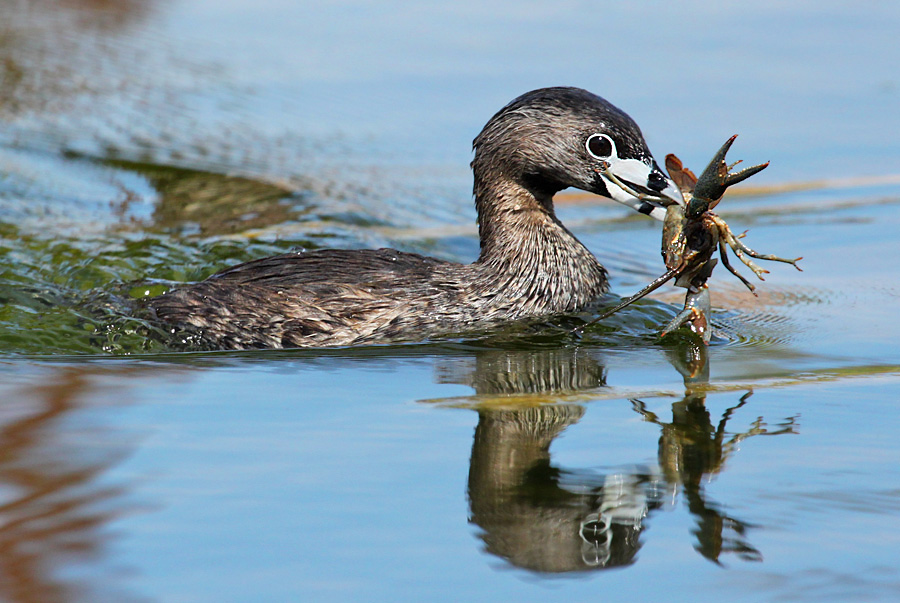 Animales Extintos | Penta Prism Vision