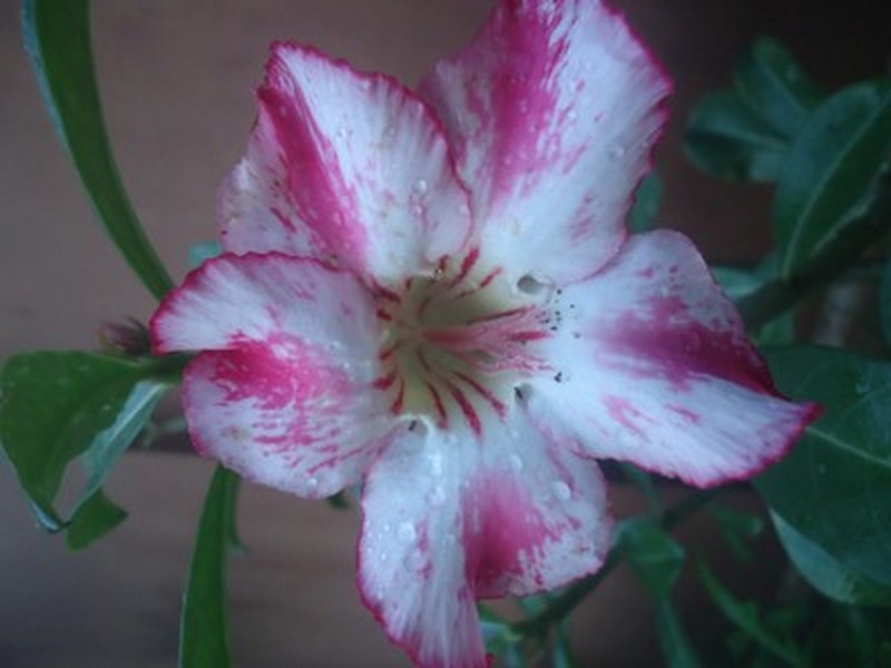 Wallpaper bunga adenium merah putih - Rumah Daun Muda
