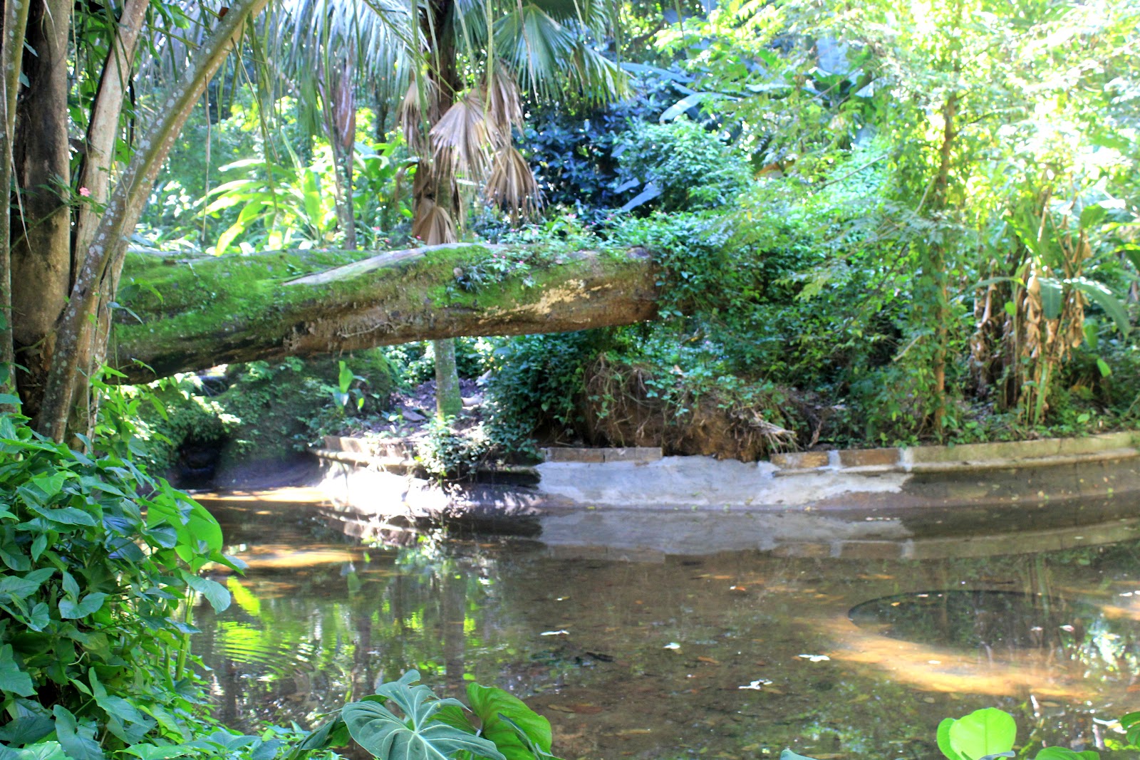 Turismo e Vagens: Parque Henrique Lage - Rio de Janeiro