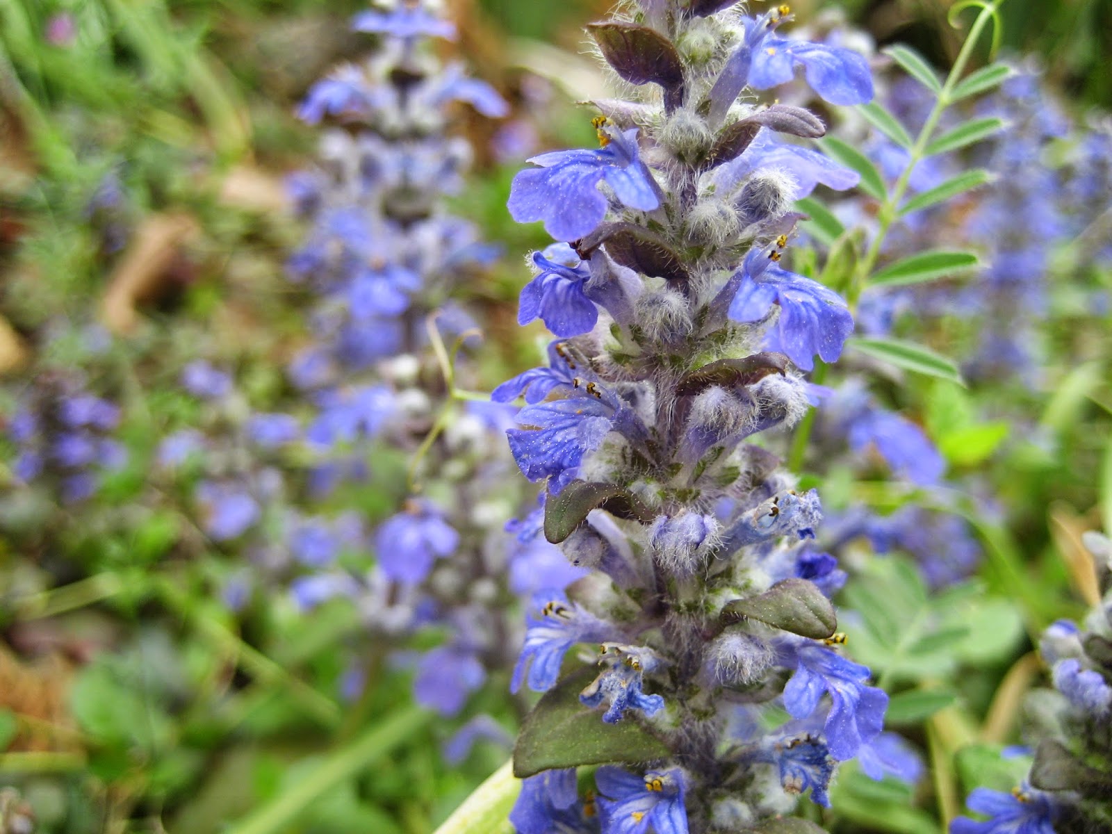 Discovering His Creation: Bugleweed (Ajuga reptans)