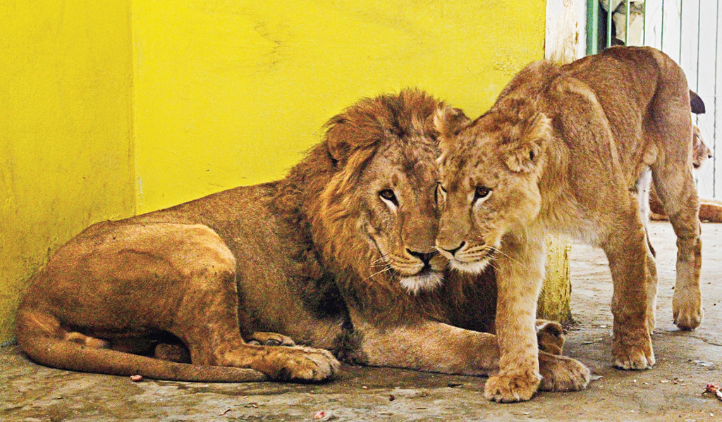 CommonBoundaries: Baghdad Zoo and Lawrence Anthony