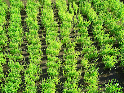 Hiking the Rice Terraces - Batad, Cambulo and Bangaan ~ Derek's Travels