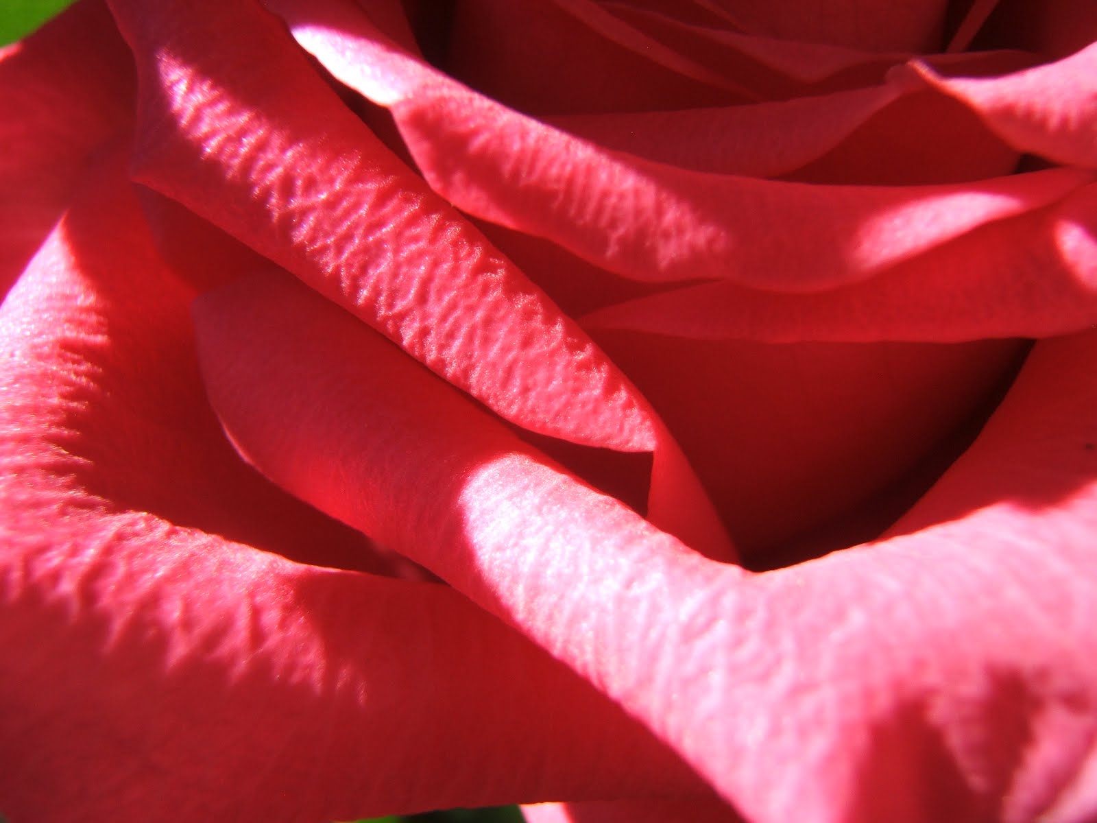 In The Garden: Pink Roses