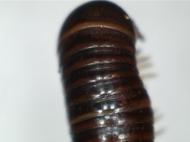 O MUNDO DOS INSETOS: gongolo