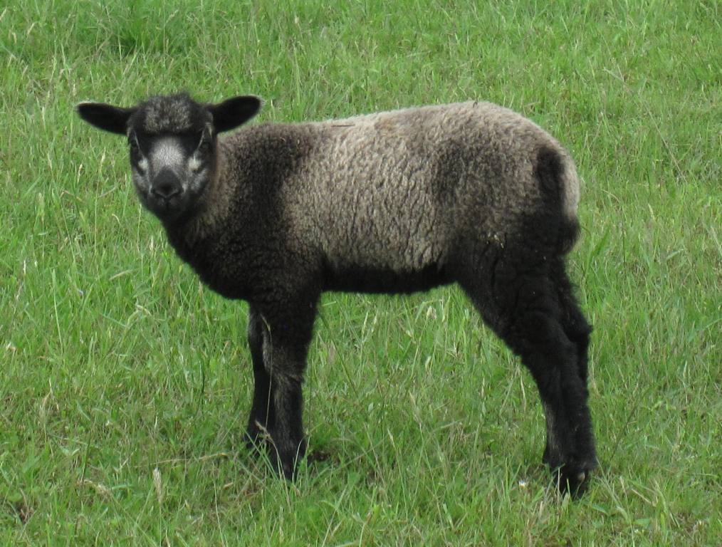 Whispering Pines Farm Registered Shetland Sheep: Lamb Colors
