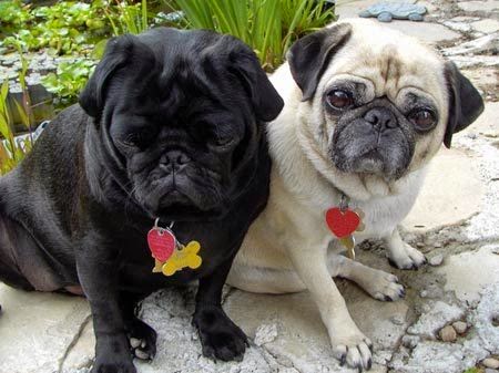 perros pug : Como criar a un cachorro pug