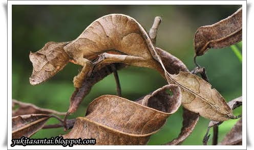 Tokek Setan Berekor Daun di Madagaskar - Yukitasantai™