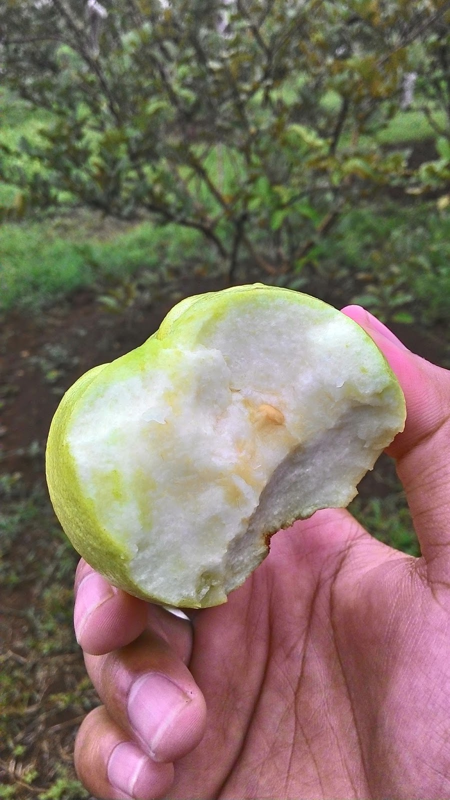 Dunia Buah Nusantara: Perbedaan Jambu Kristal dan Jambu Mutiara