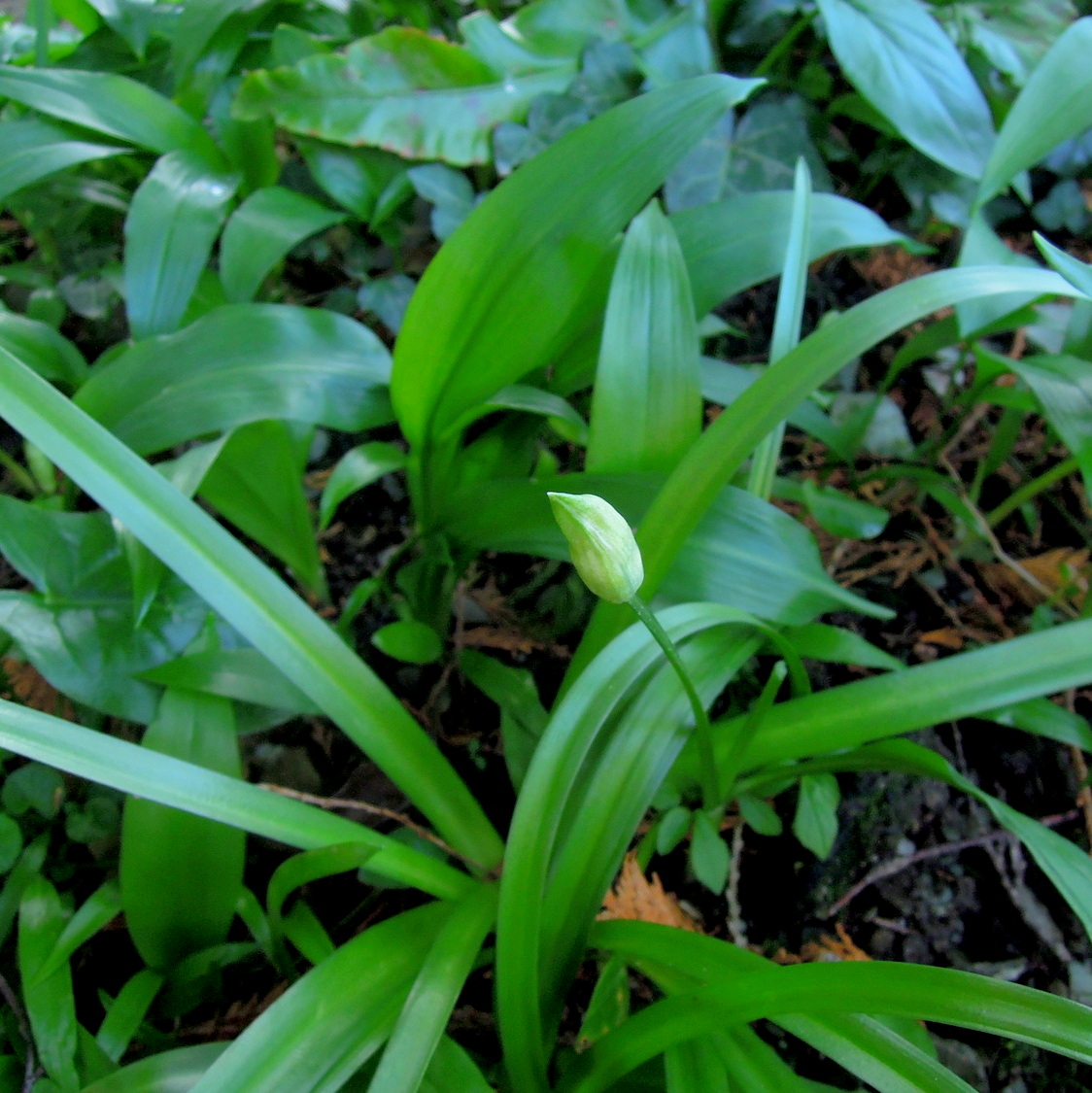chowgypsy: Wild Ramson Pesto (aka Garlic Broccoli Pesto)